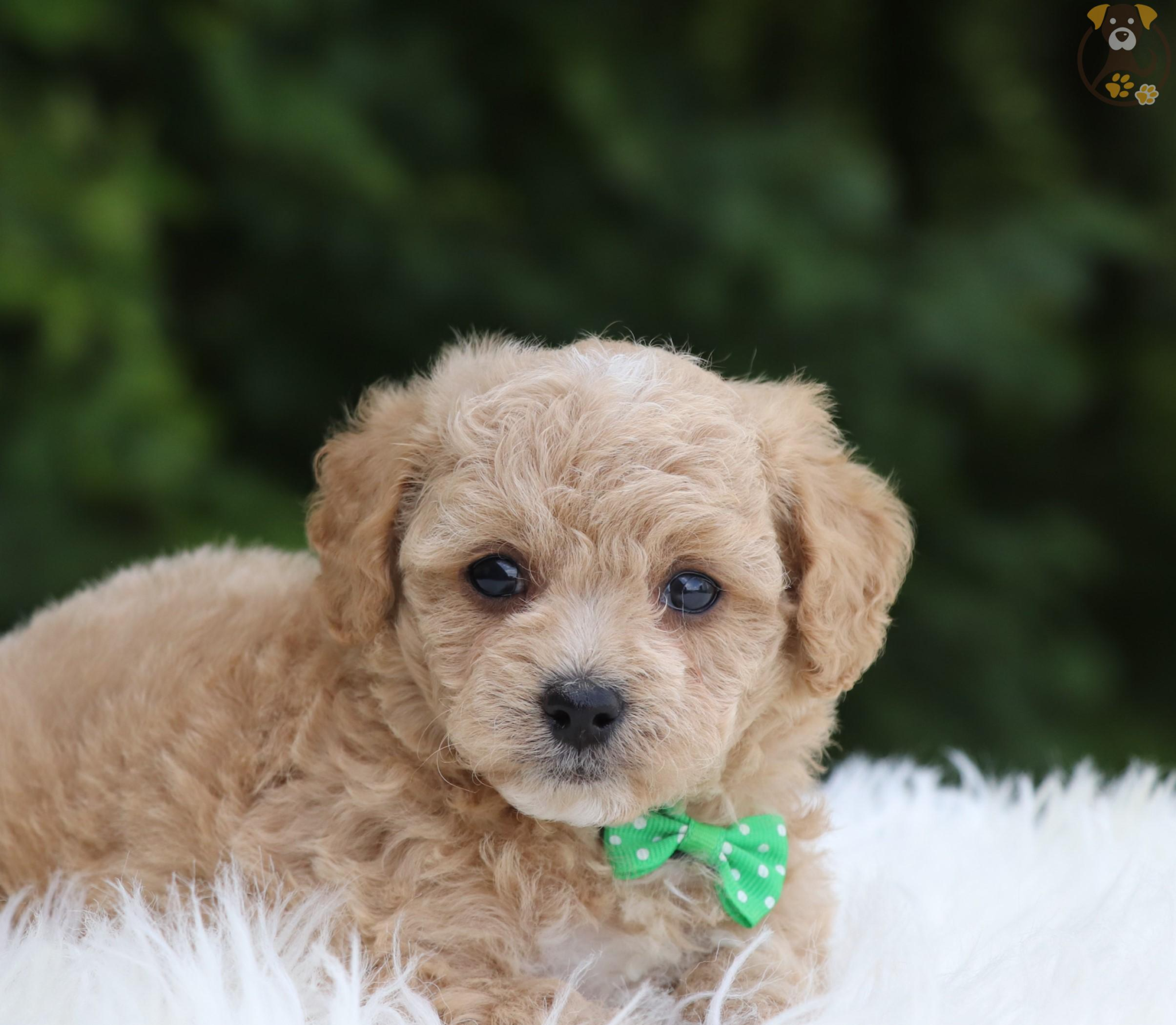 Experience the Excellence of Wengerd Premier Pups - Your Source for ...